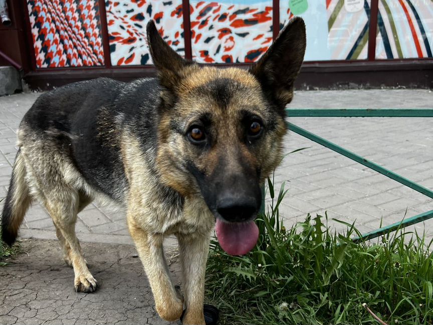 Найдена немецкая овчарка