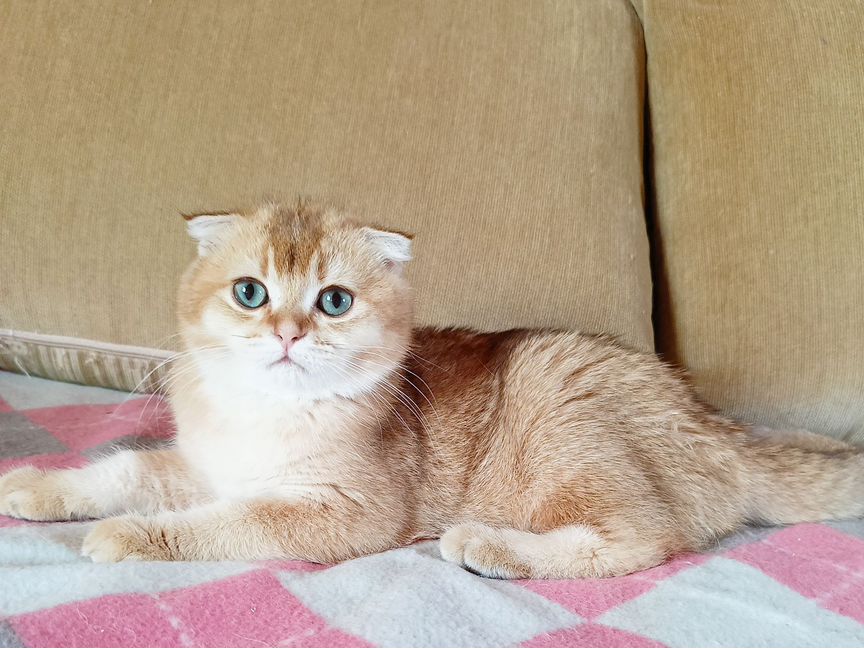 Шотландский котик