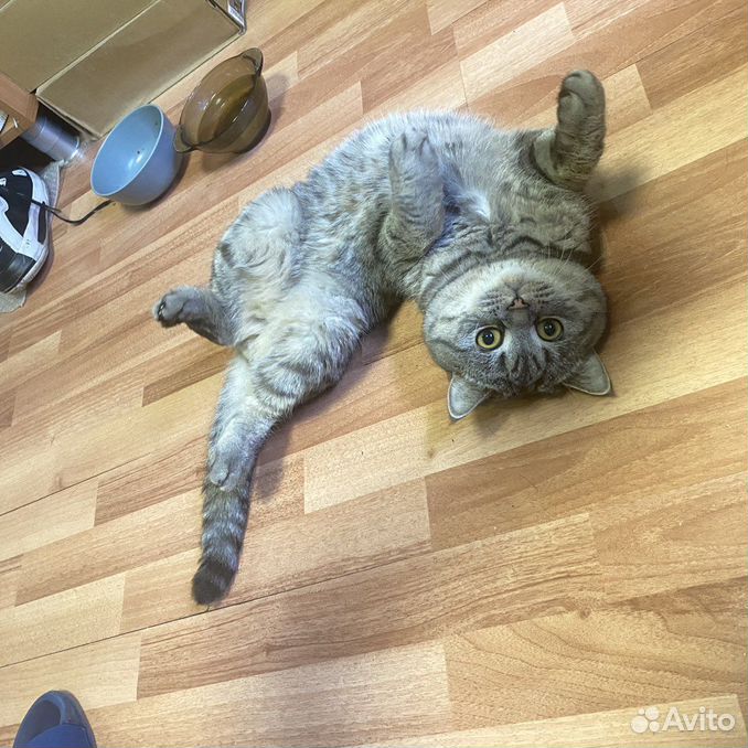 Кошка 3 лет