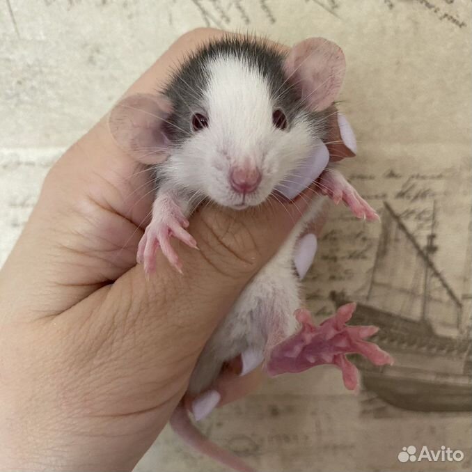 Ручные Крысята Дамбо много окрасов