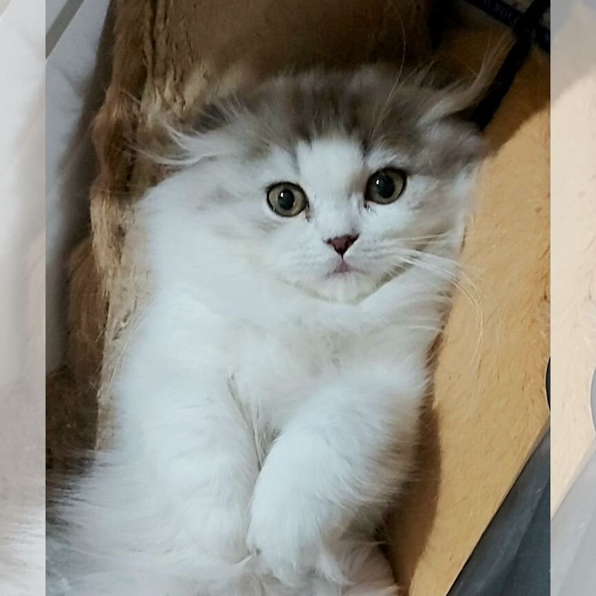 Котик вислоушка