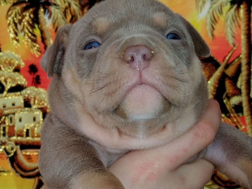 Американский булли lilak. abkc