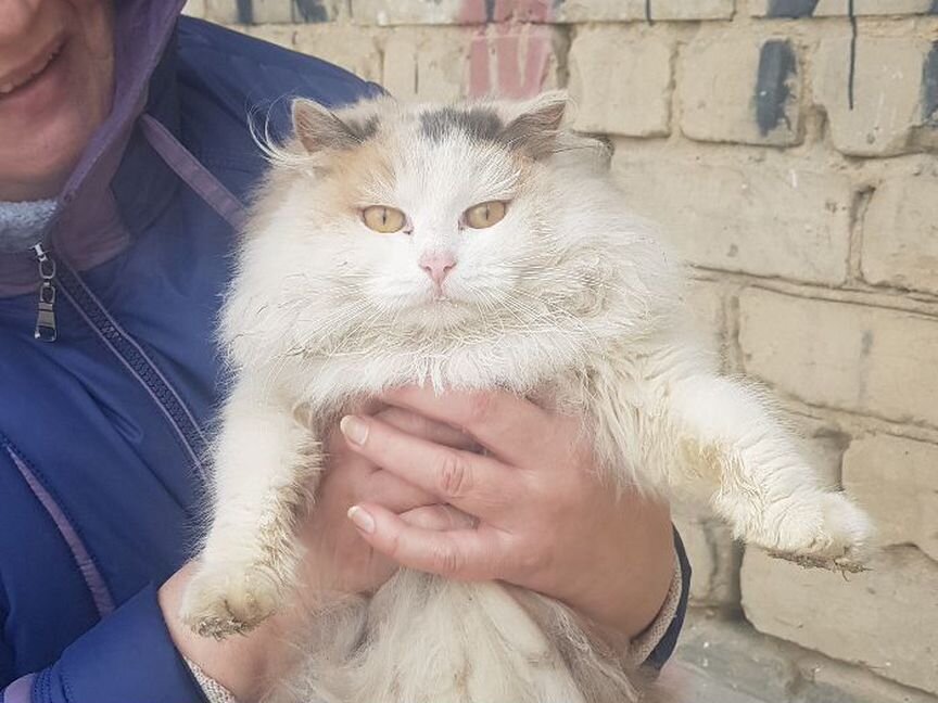 Кошка в дар