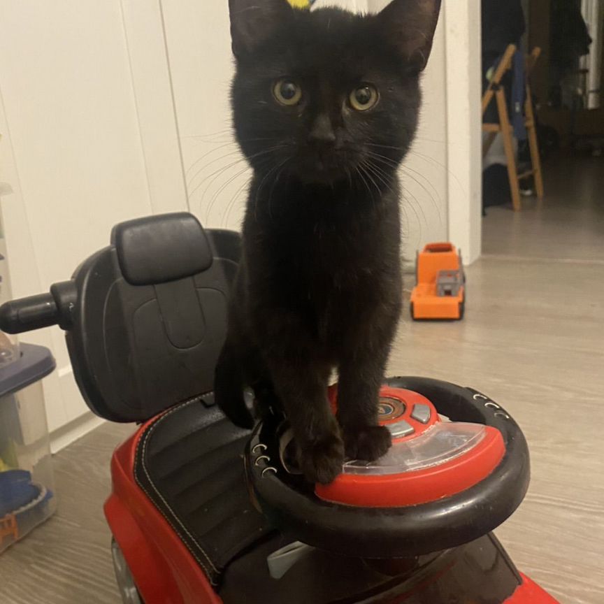 Котята для смелых, заботливых и терпеливых