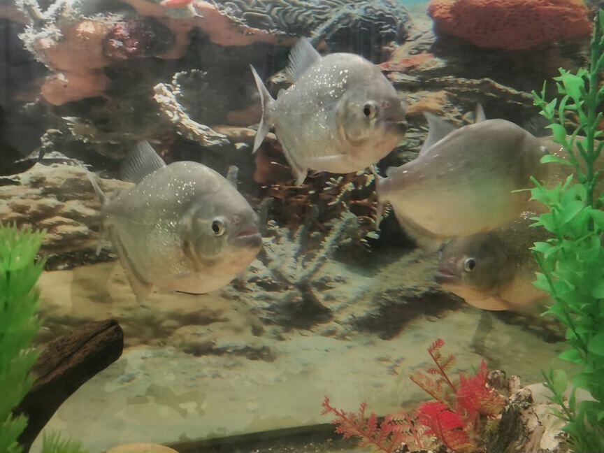 Пираньи натерра