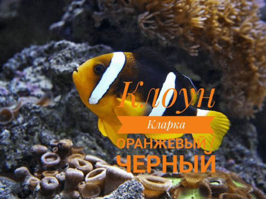 Клоун Кларка (морская рыбка в наличии)