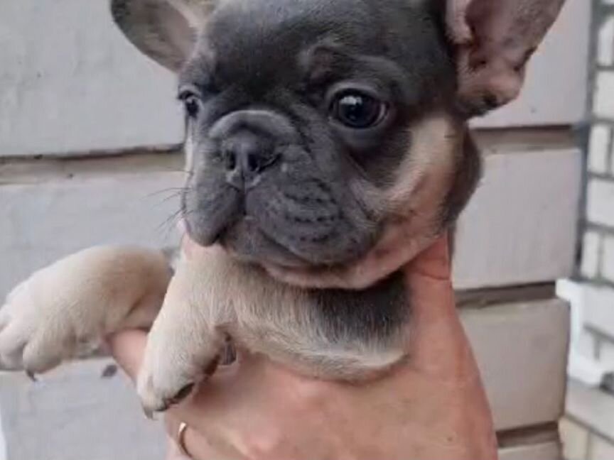 Голубая французская булочка