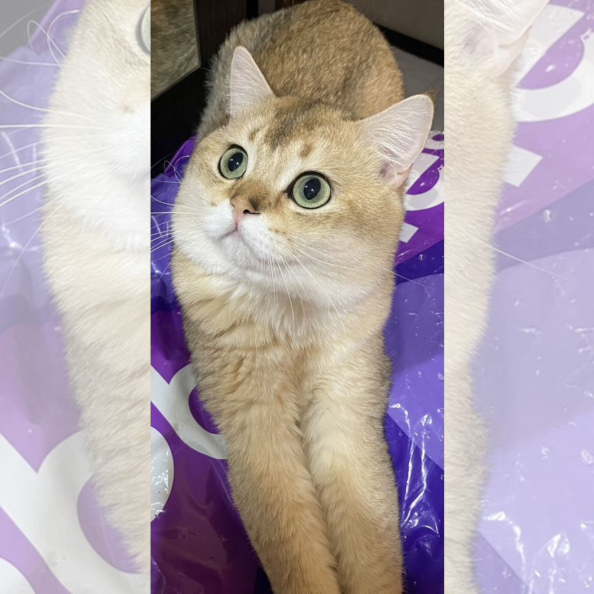 Шотландский прямоухий короткошёрстный кот, взрослый