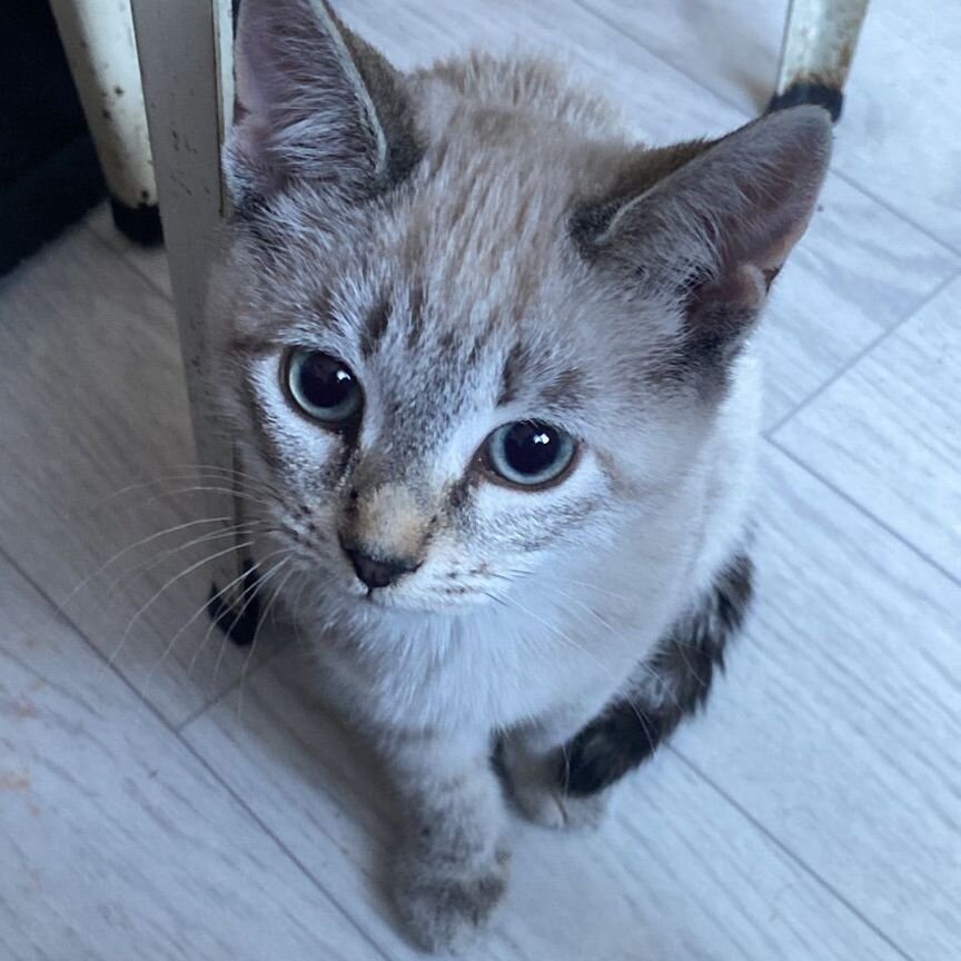 Сибирский котёнок