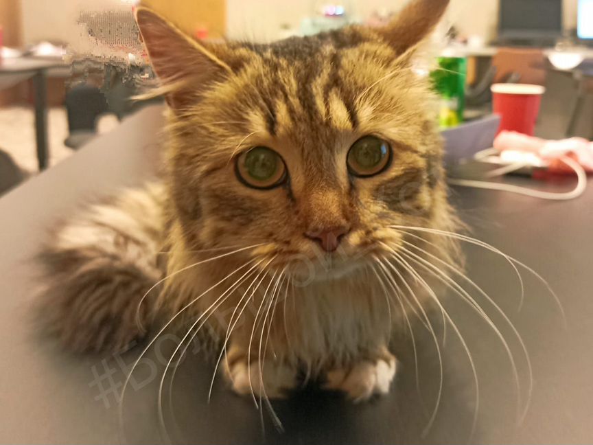 Котёнок подросток в добрые ручки