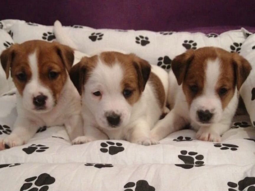 Джек Рассел терьер Яркие Высокопородные щенки