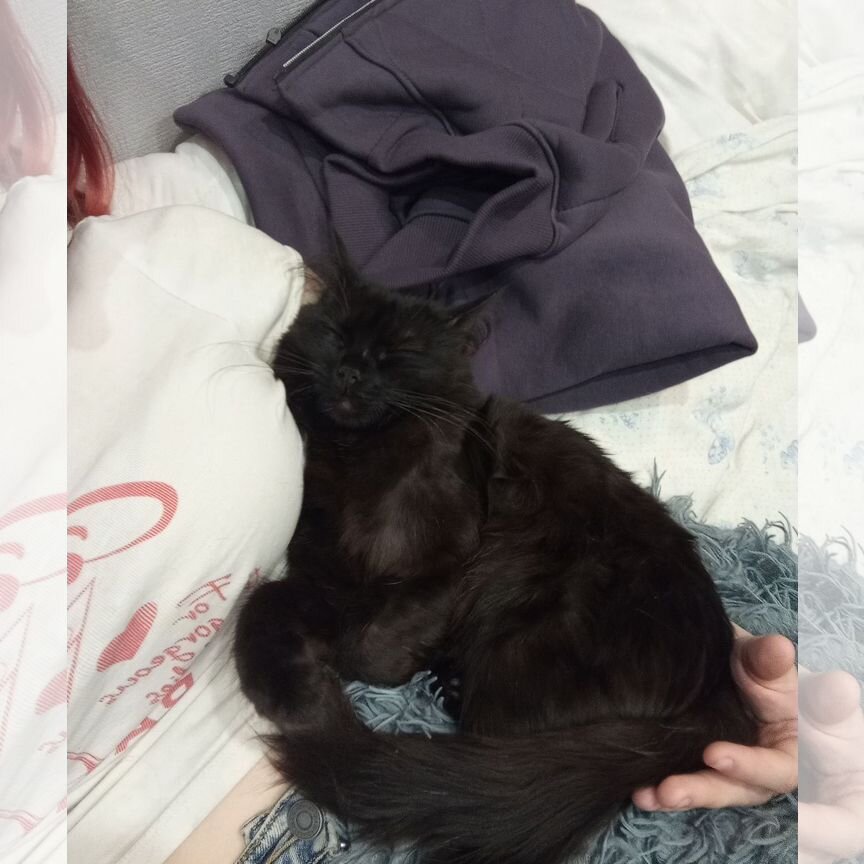 Мейн-кун котёнок