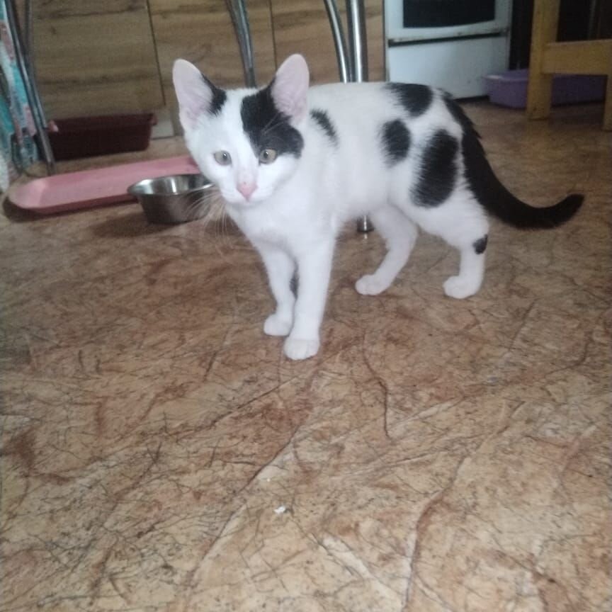 Котик в добрые руки
