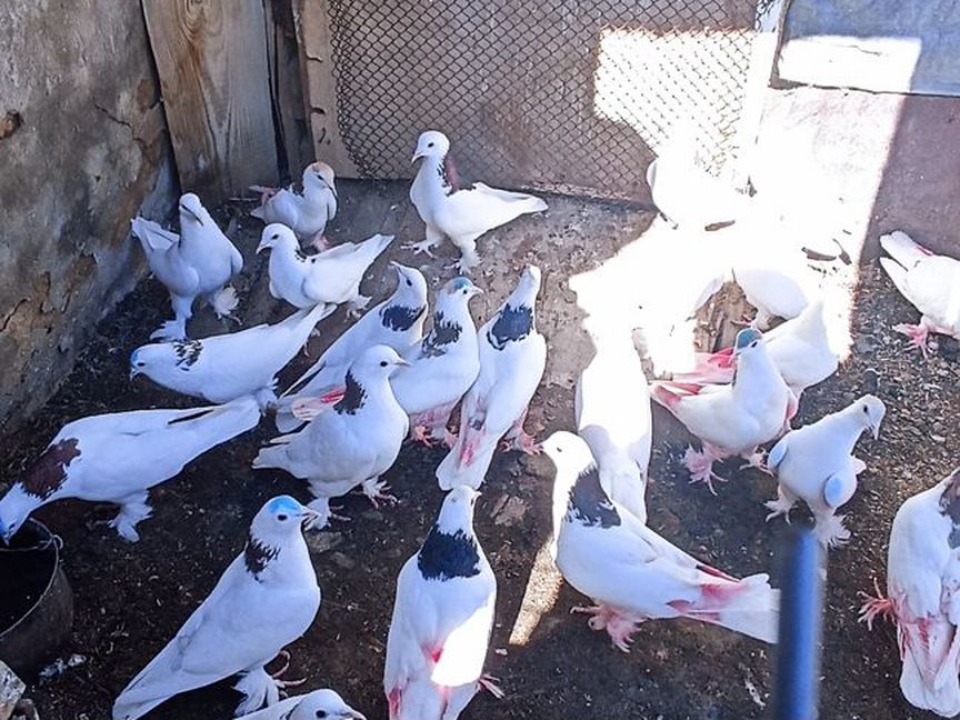 Продам голубей бойных Чебаркульских