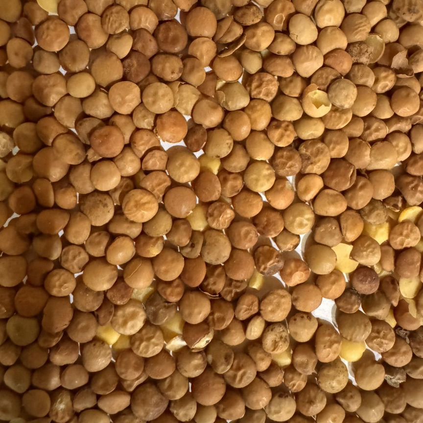 Чечевица Зеленая