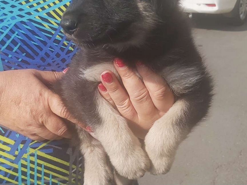 Отдам бесплатно щенков