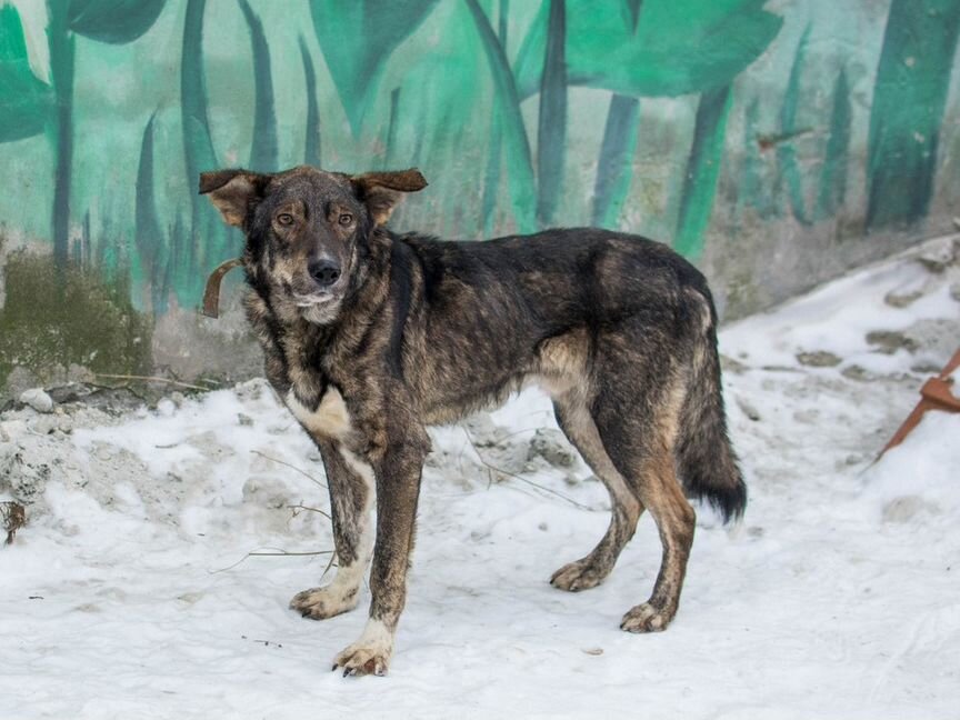 Собака в добрые руки Кабан