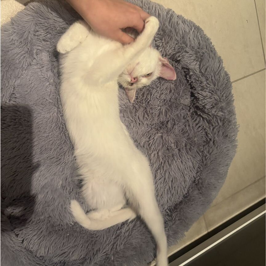 Котёнок в добрые руки