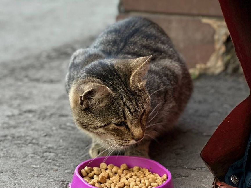 Котята в добрые руки бесплатно