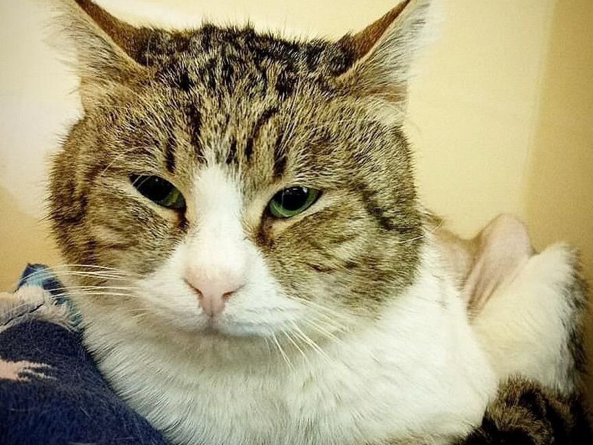 Отдам котика бесплатно в добрые руки