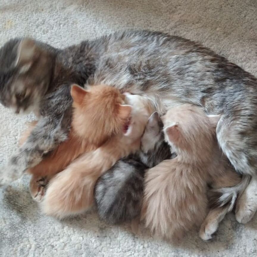 Котята в добрые руки