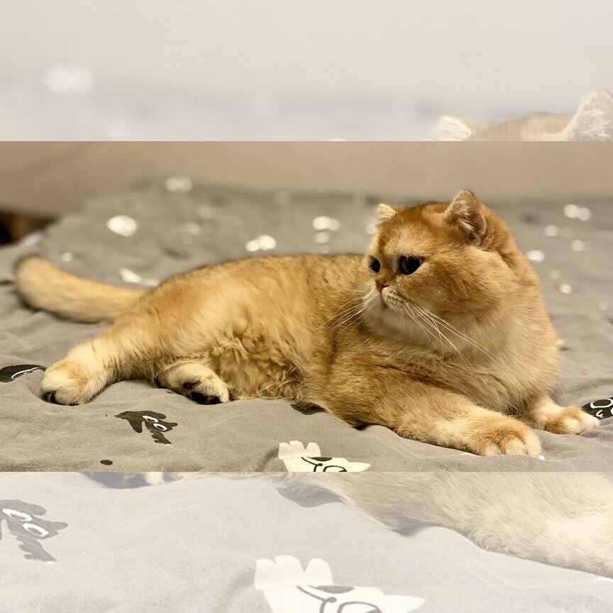 Британский золотой кот