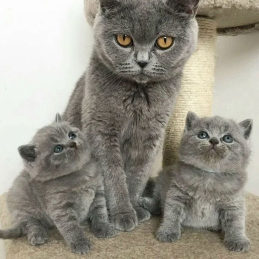 Плюшевые мишки)