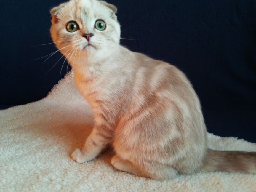 Скоттиш фолд минк