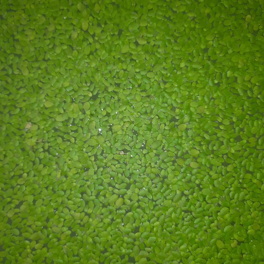 Ряска живая для аквариума 50см²