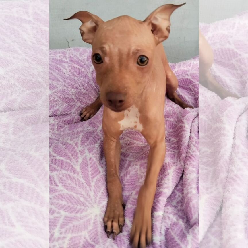 Американский голый терьер, щенок