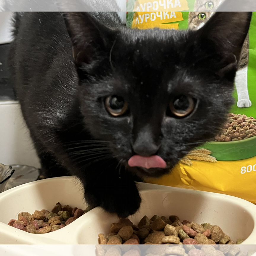 Котёнок в добрые руки