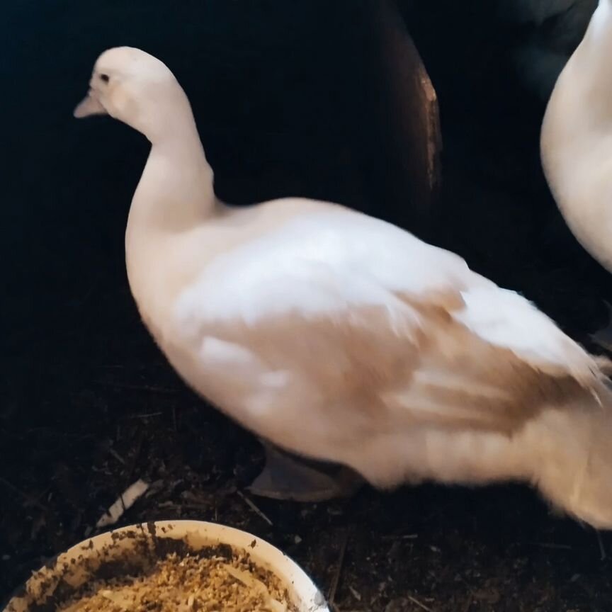 Обменяю селезня на уточку