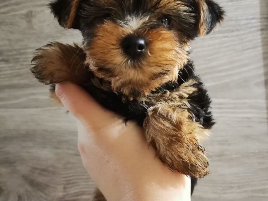 Йоркширский терьер щенки