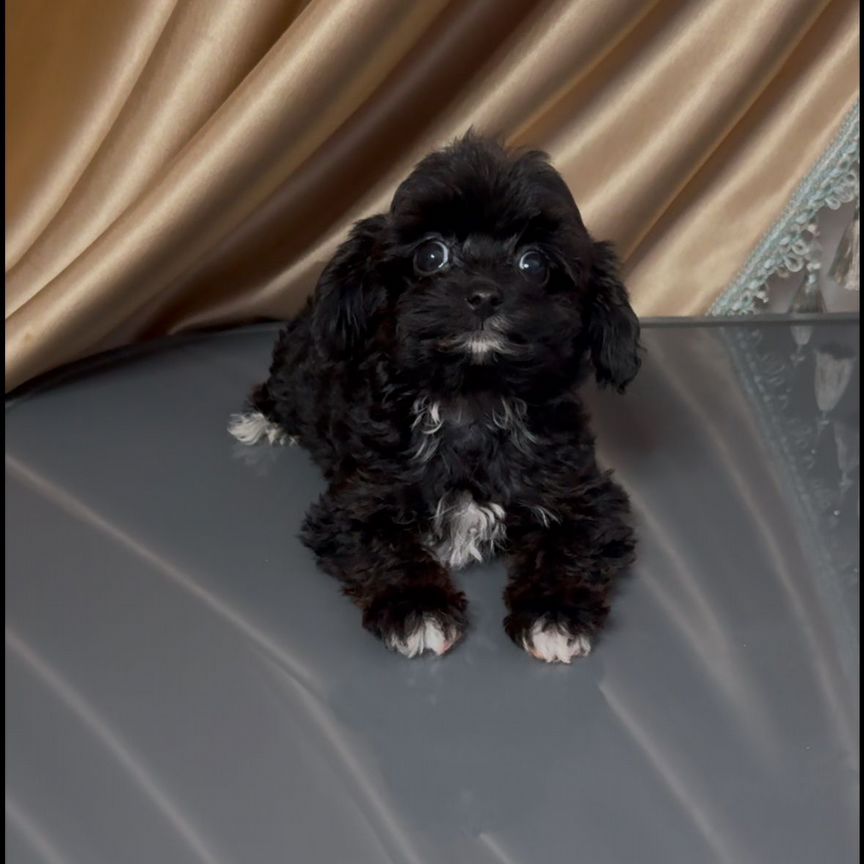 Мальчик Йоркипу