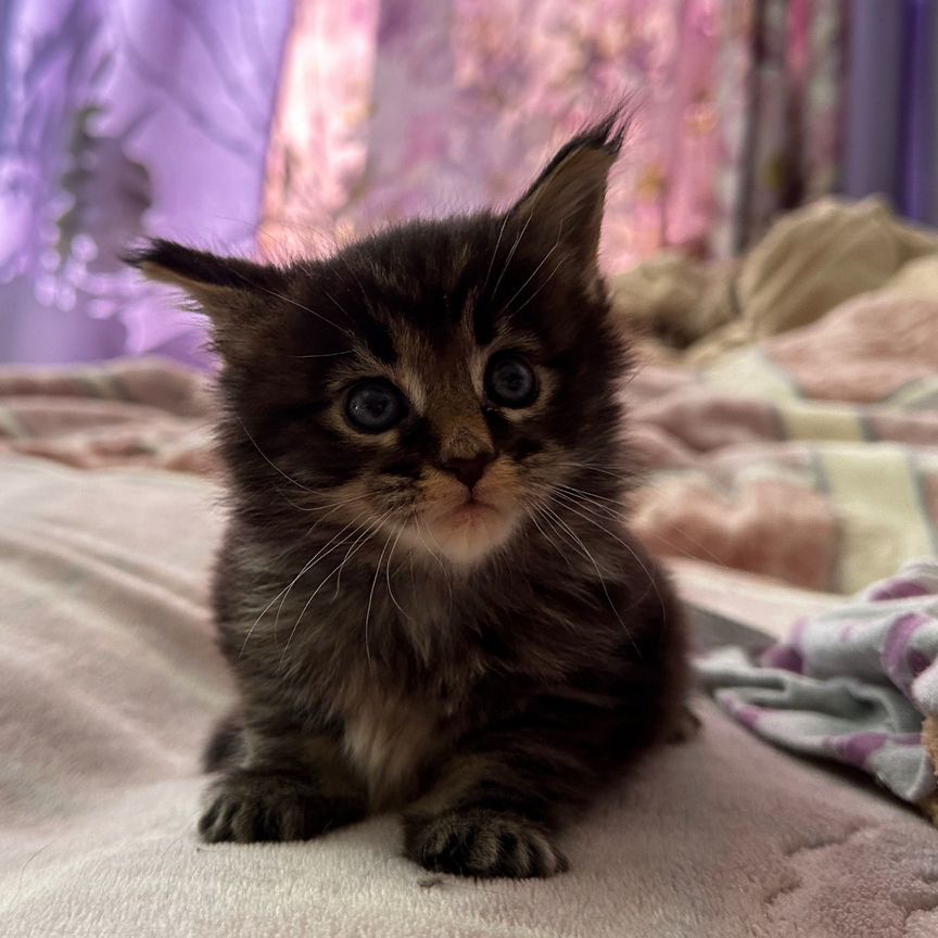 Котята мейн-кун девочка