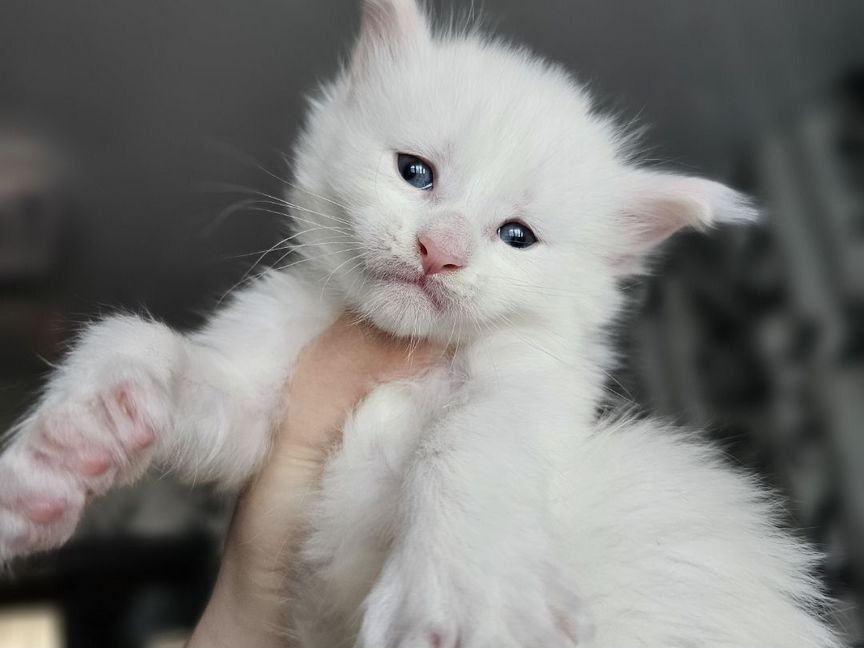 Котята мейн-кун полидакт