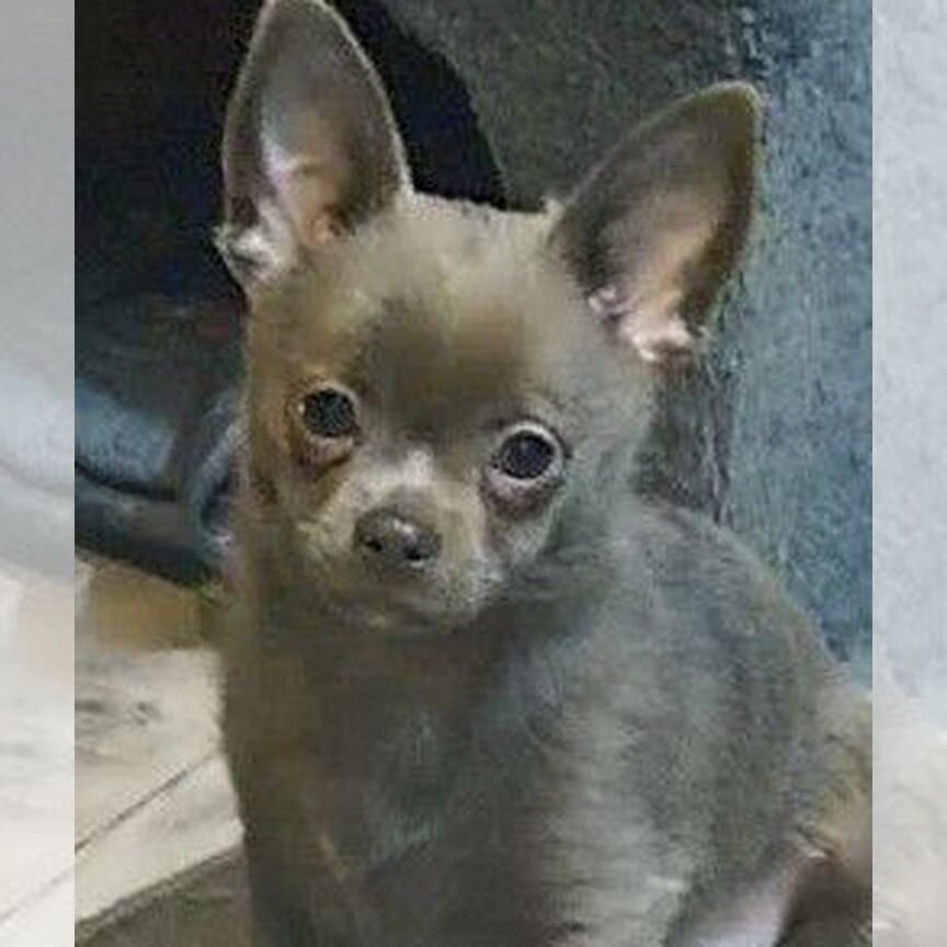 Чихуахуа, щенок