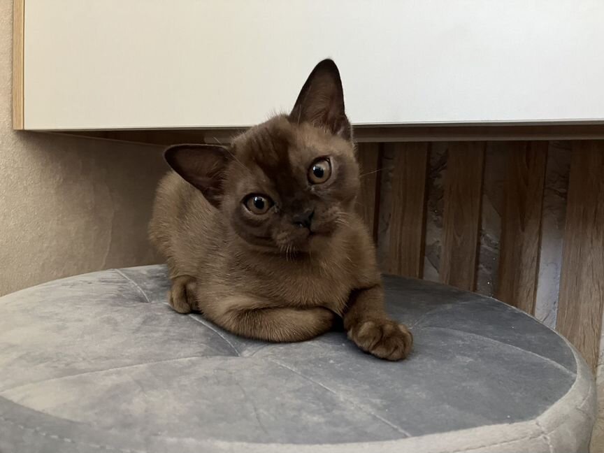 Бурманские котята