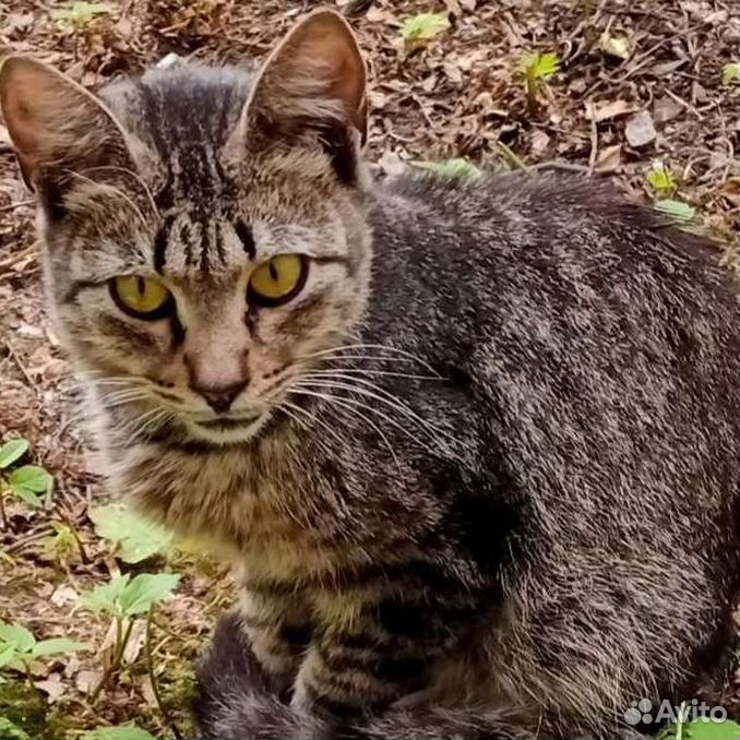 Котенок глухой с человеческим взглядом