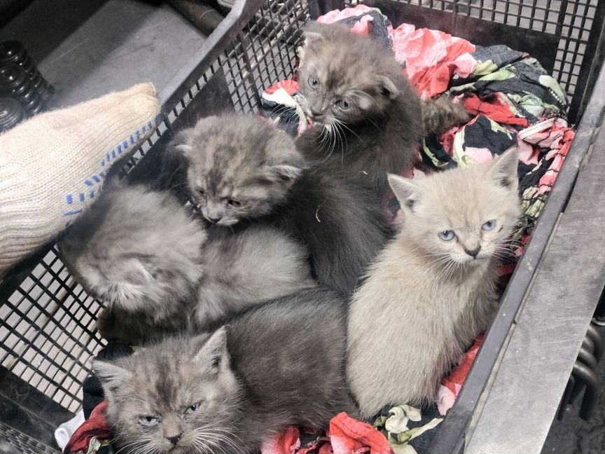 Котята в добрые руки бесплатно