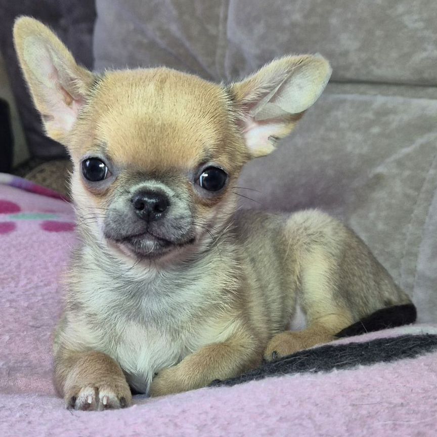 Чихуахуа, щенок