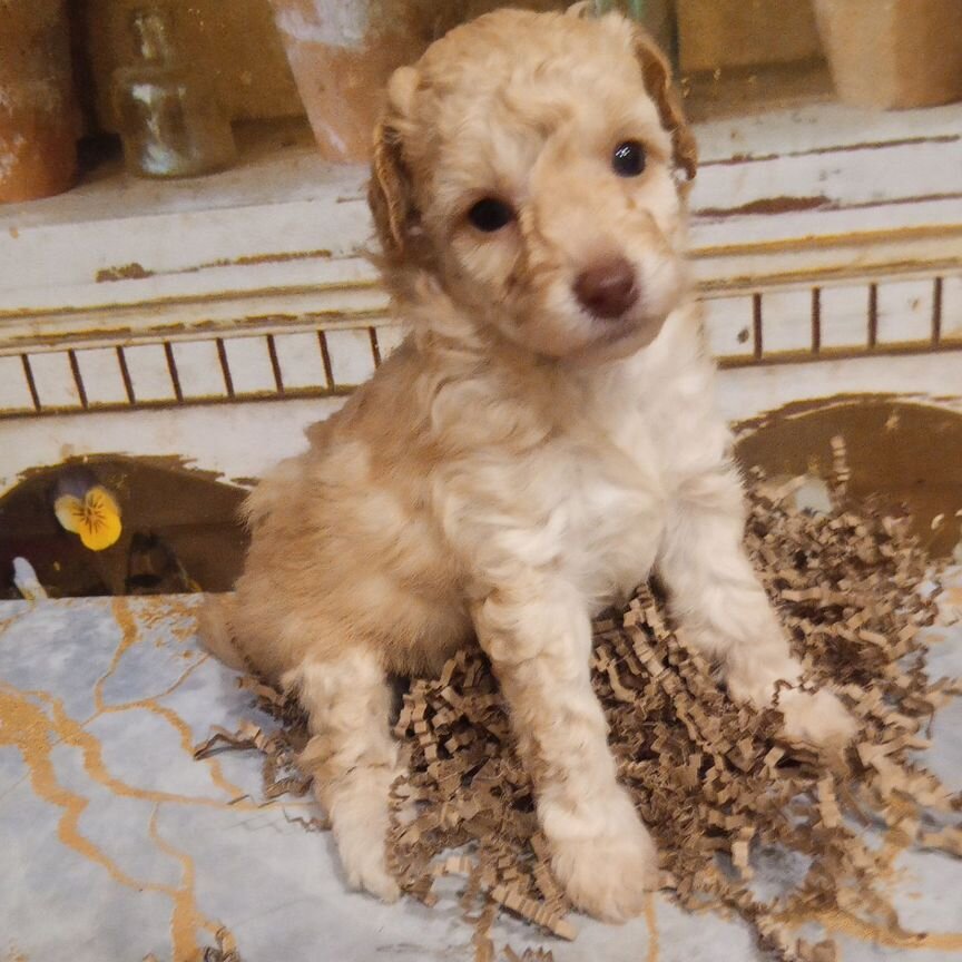 Той-пудель, щенок