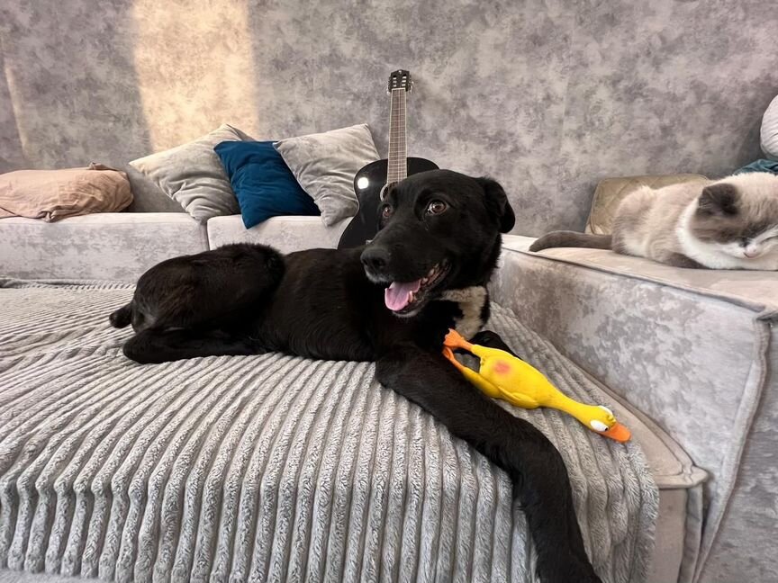 Собака в добрые руки отдам бесплатно