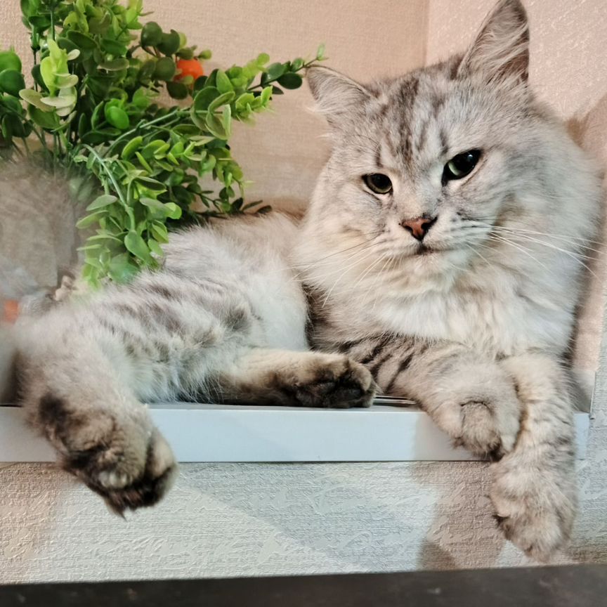 Шотландский прямоухий длинношёрстный кот, взрослый