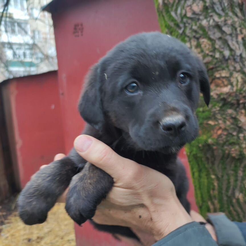 Щенок в добрые руки мальчик