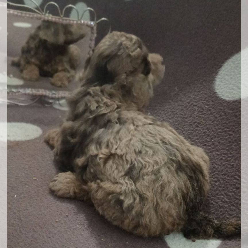 Пудель, щенок