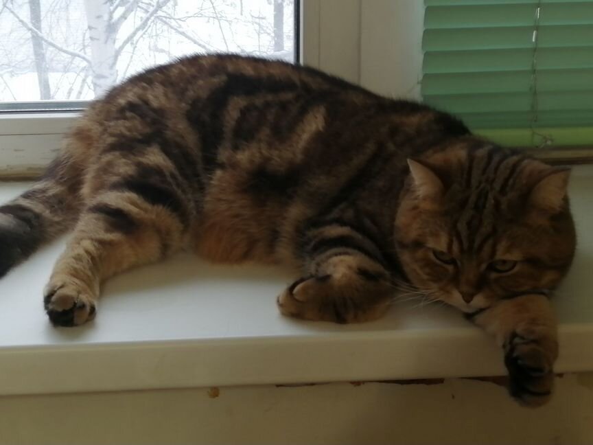 Пристроить котика в любящую животных семью