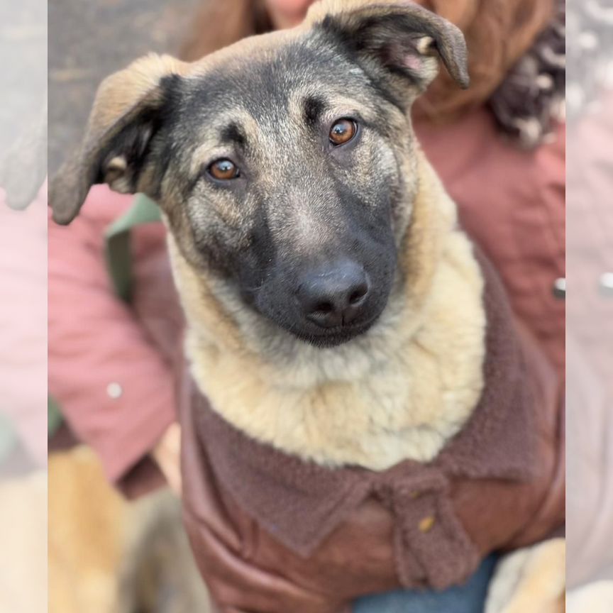 Аффи- собака в добрые руки