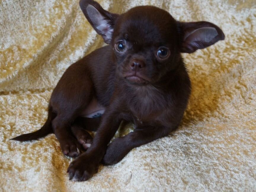 Чиходевочка