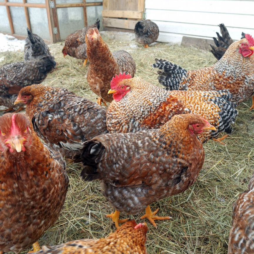 Куры билефельдер